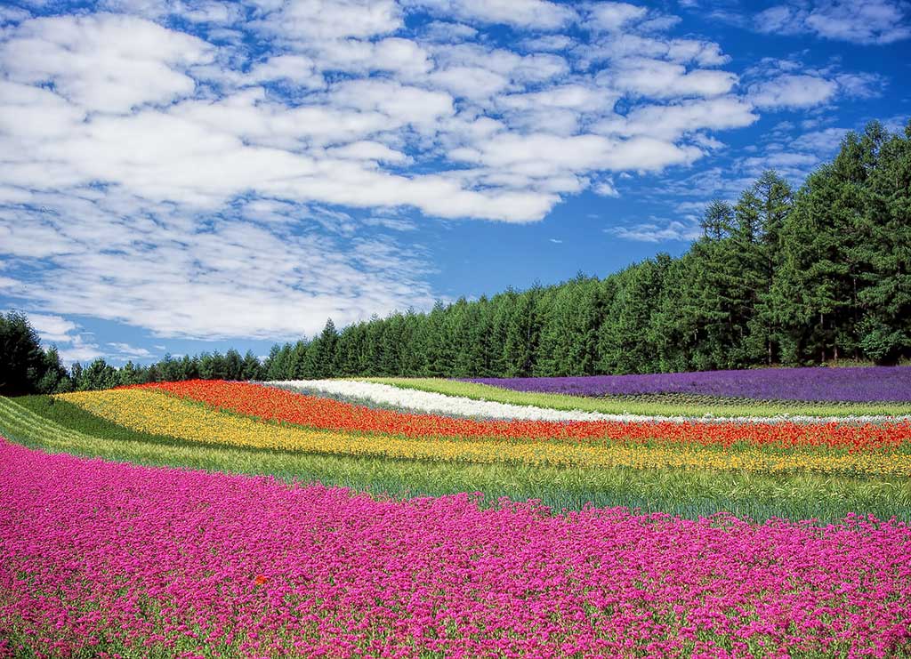 Significado de las flores por su color - Diferenciart